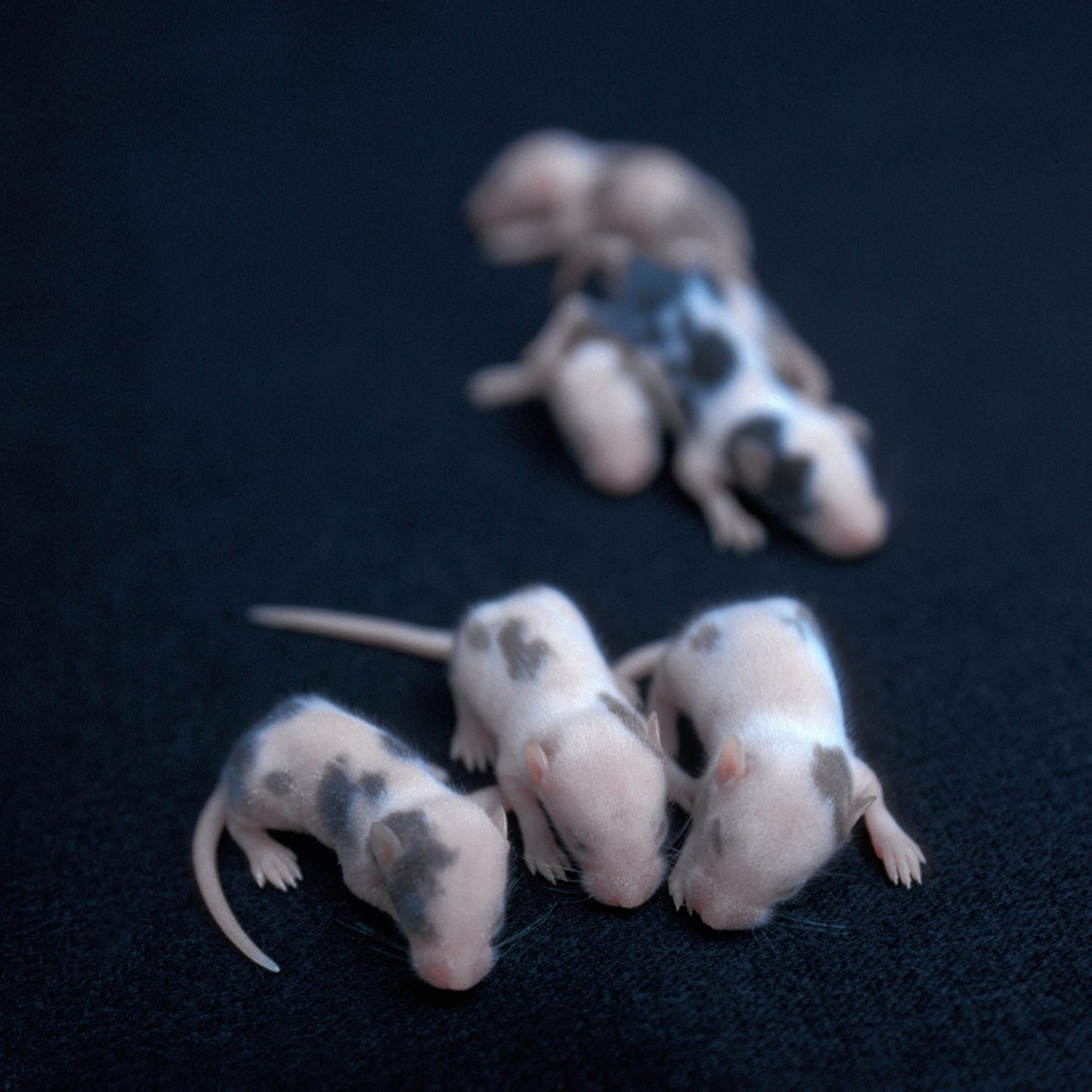 What Do Baby Mice Look Like - Katynel