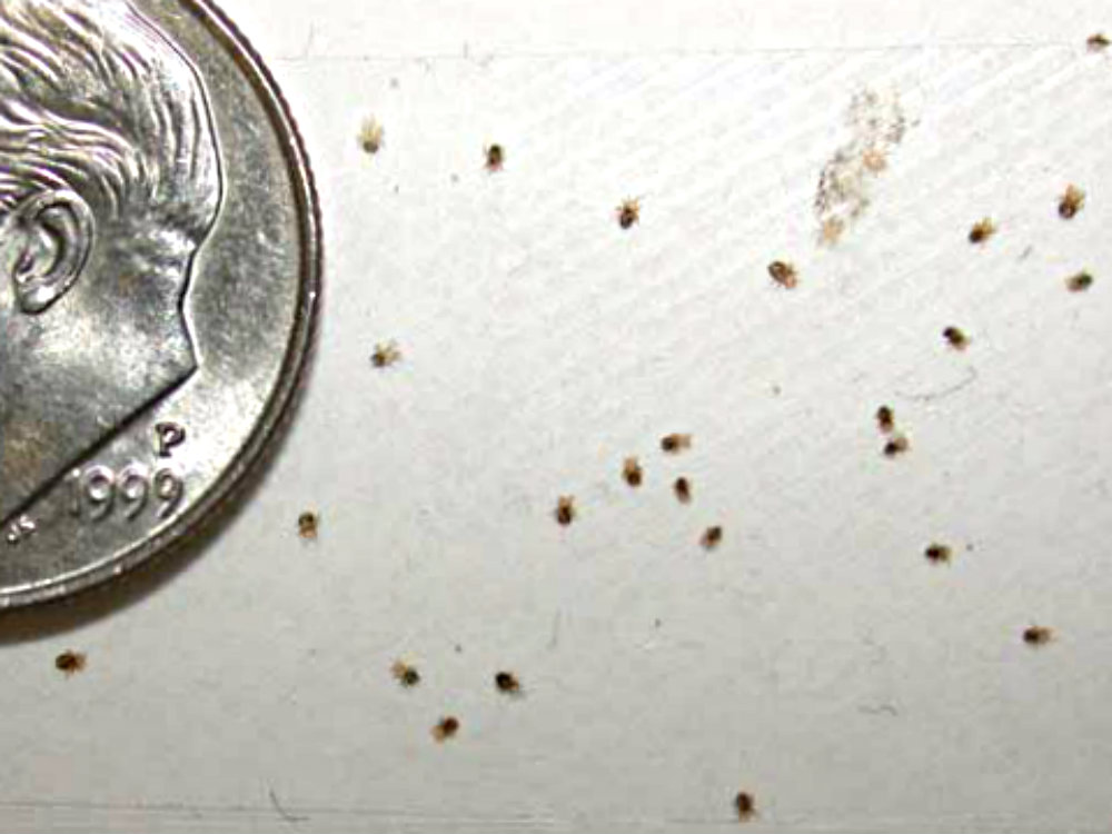 What Do Bird Mites Look Like Katynel