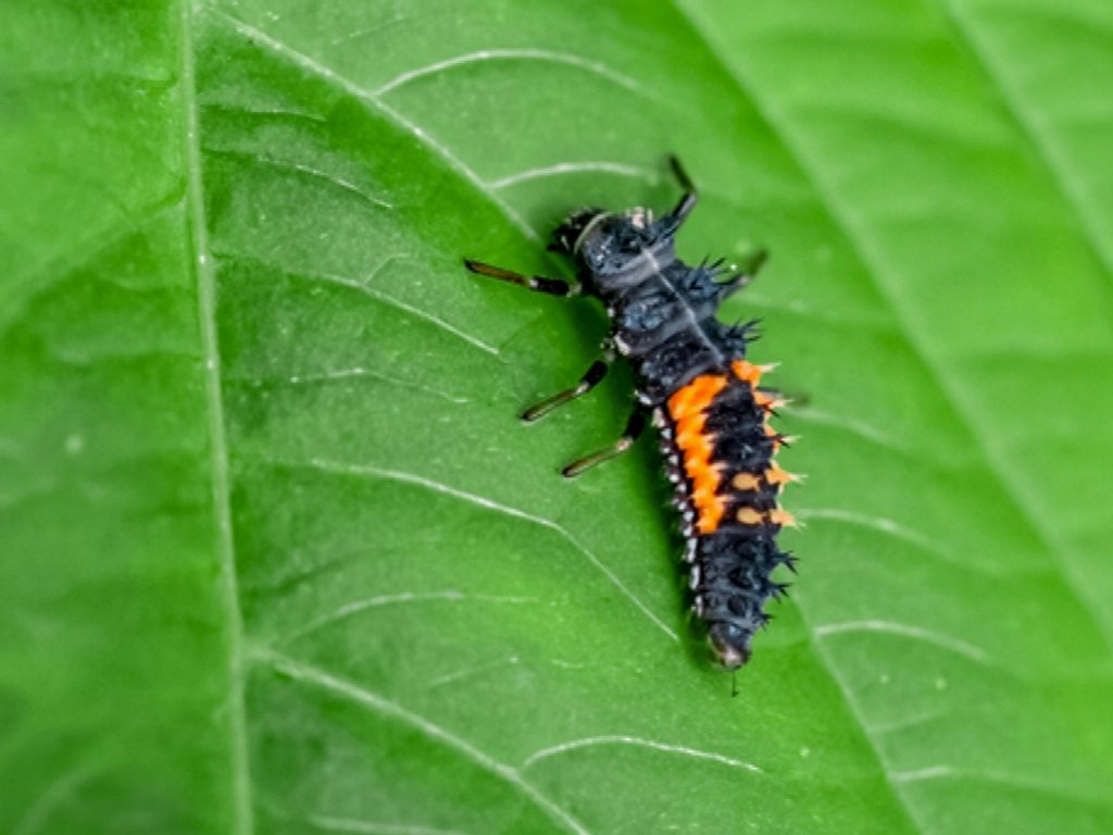 What Do Baby Ladybugs Look Like - Katynel