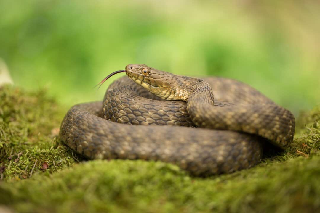 Do Snakes Make A Clicking Sound Katynel Do Snakes Make A Clicking Sound Katynel