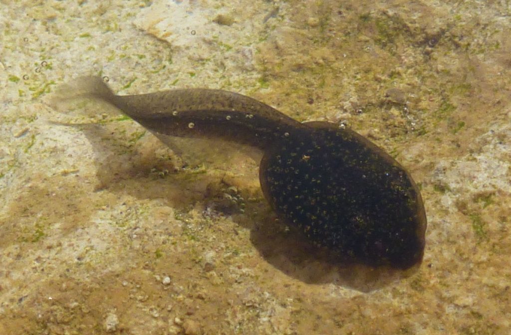 Can I Put Tadpoles in My Fish Pond - Katynel