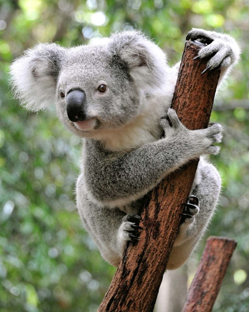 What Do Koalas Look Like - Katynel
