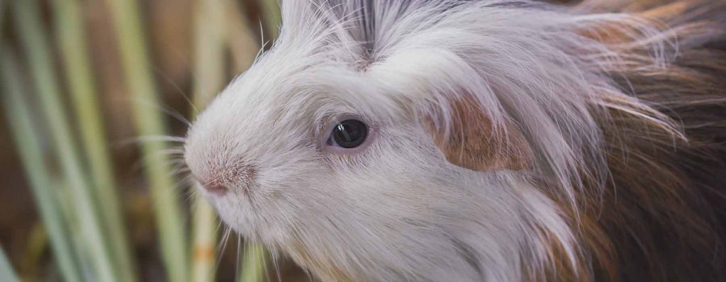 What Do Guinea Pig Mites Look Like - Katynel