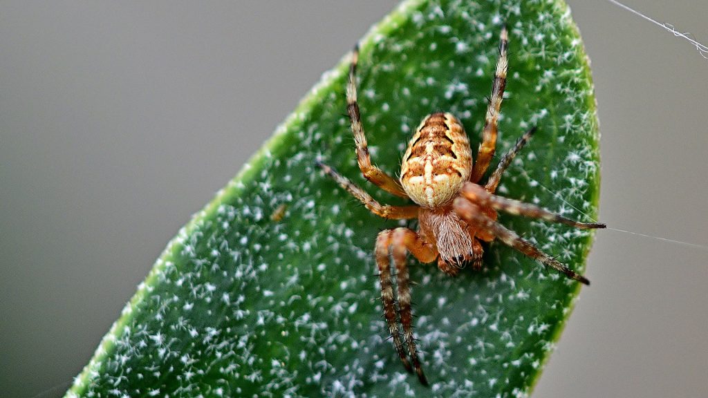Can Spiders Sense Danger - Katynel