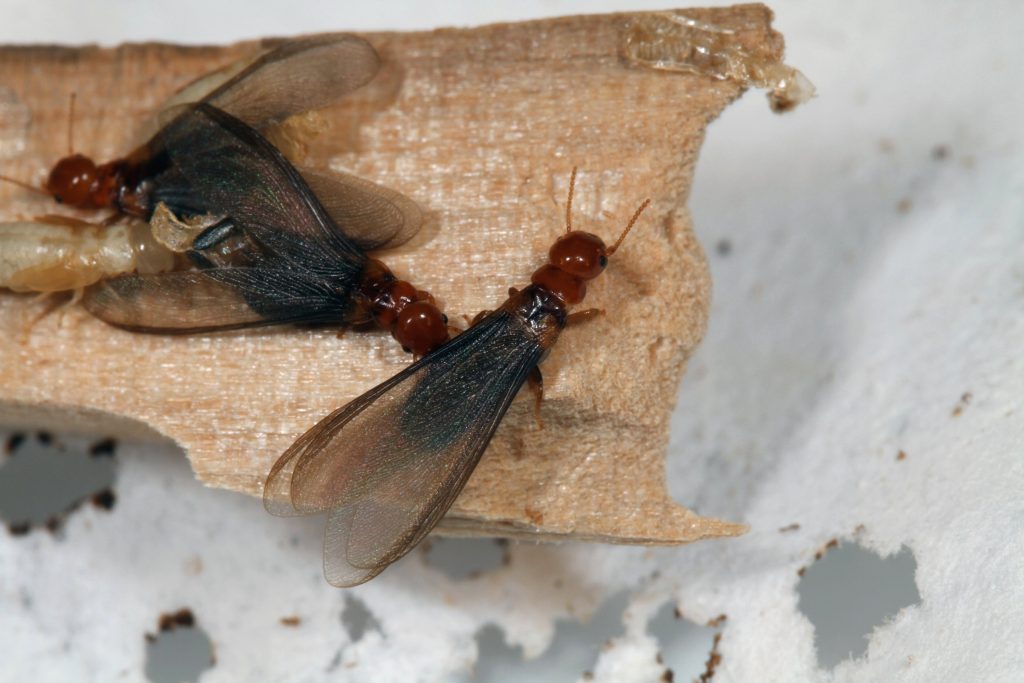 What Do Flying Termites Look Like - Katynel