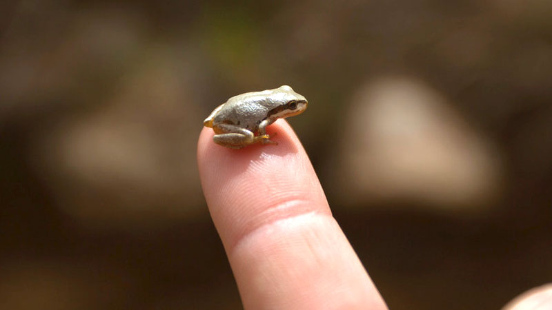 What Do Baby Frogs Look Like Katynel