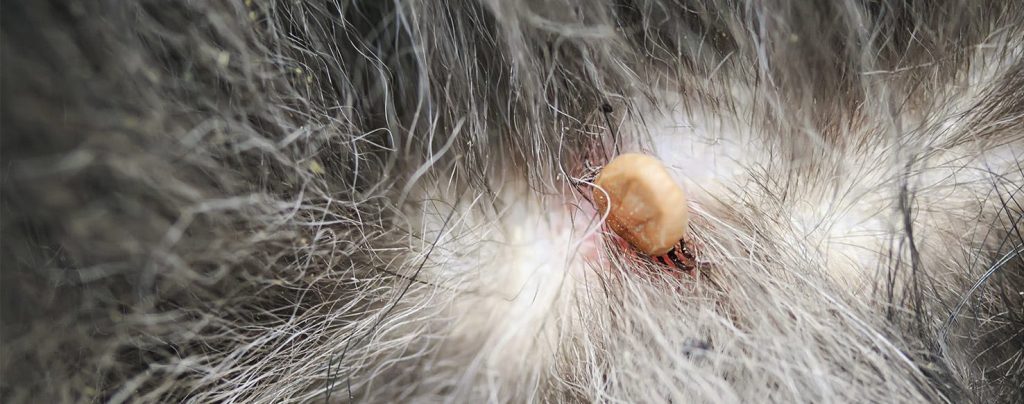 What Do Dog Mites Look Like - Katynel