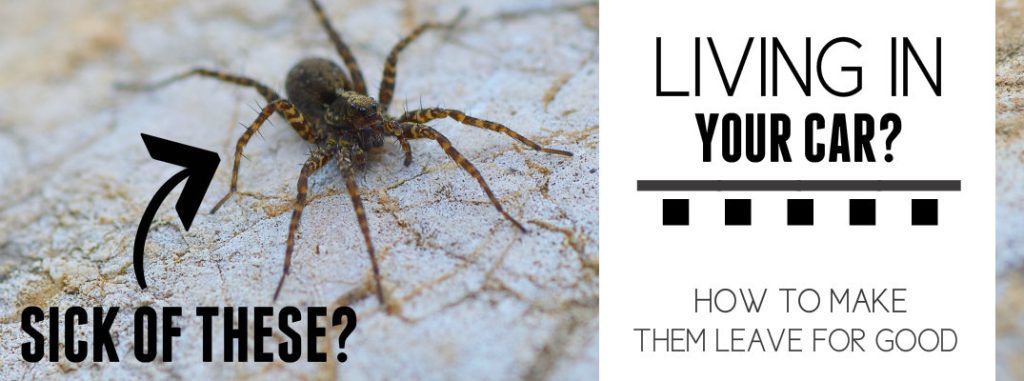 How to Keep Spiders Out of Your Car - Katynel