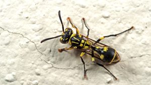 What Do Baby Wasps Look Like - Katynel