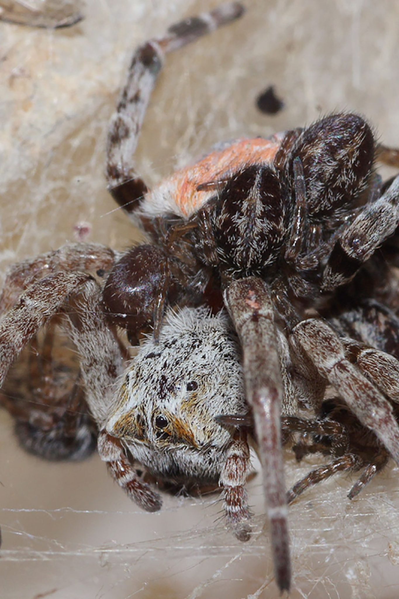 What Do Baby Spiders Eat - Katynel