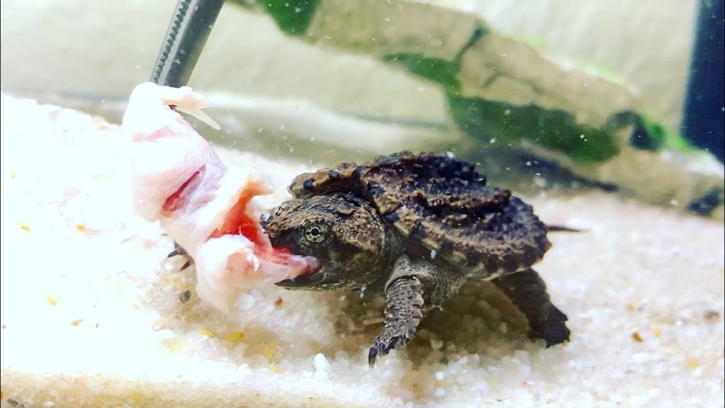 What Do Baby Alligator Snapping Turtles Eat - Katynel