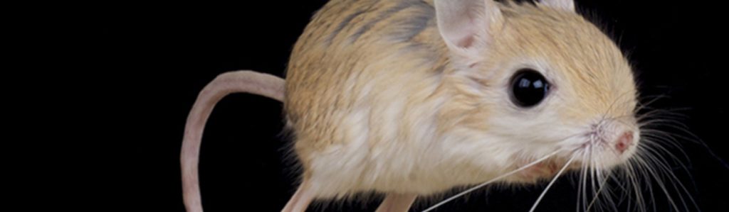 What Do Jerboas Eat - Katynel