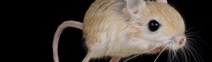 What Do Jerboas Eat - Katynel