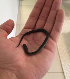What Do Baby Snakes Look Like - Katynel